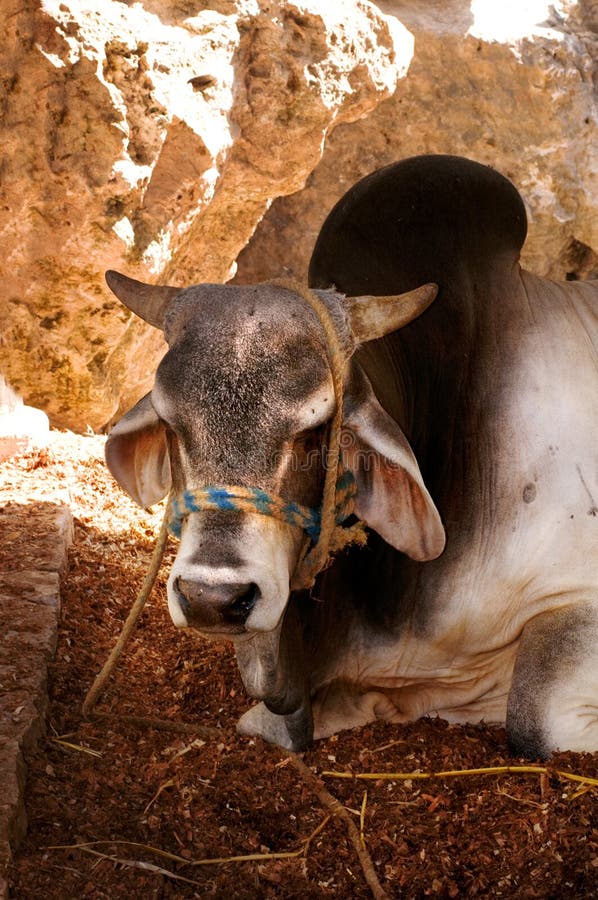 Indian cow stock photo. Image of calf, farmyard, bull - 37797230