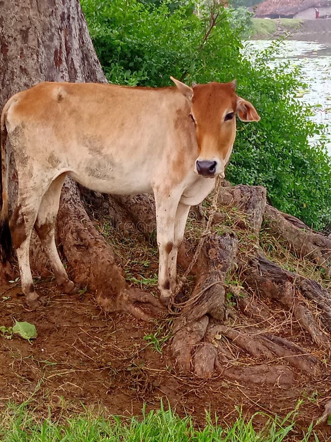 Indian Cow Near Tree and Pond Stock Image - Image of bovine, farm ...