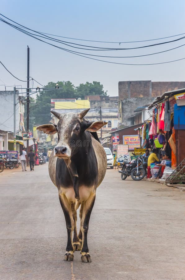 Indian Cow Standing in the Middle of the Road in Orchha Editorial ...