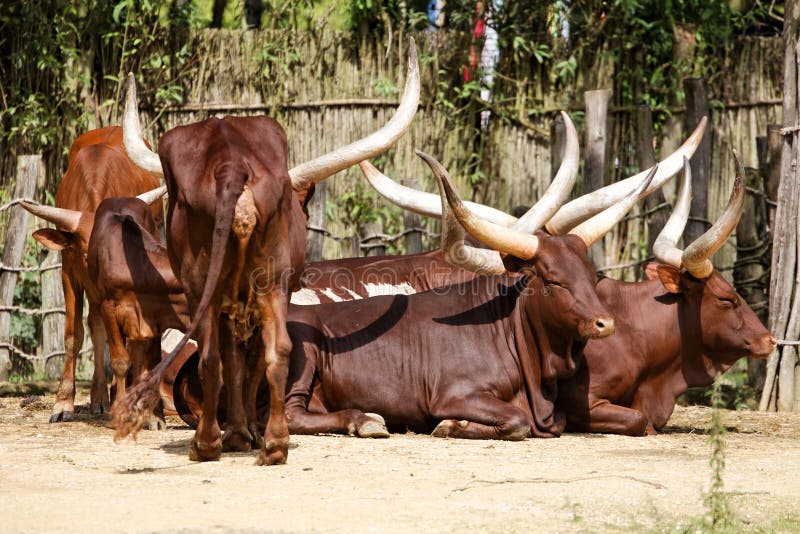 20+ Indian cows Free Stock Photos - StockFreeImages