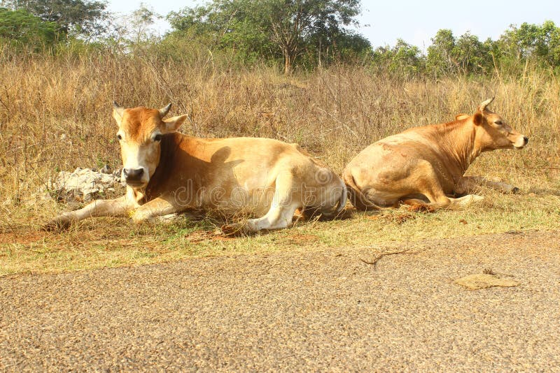 Indian cows stock photo. Image of animal, cows, cattle - 38044866