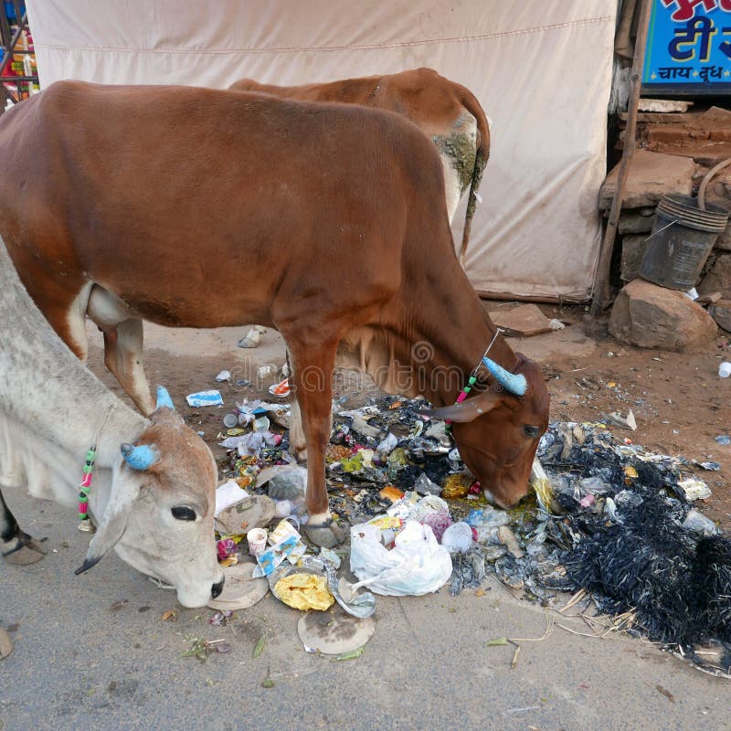 Indian Cows Lying in Front of a Mural in Orchha Editorial Stock Photo ...