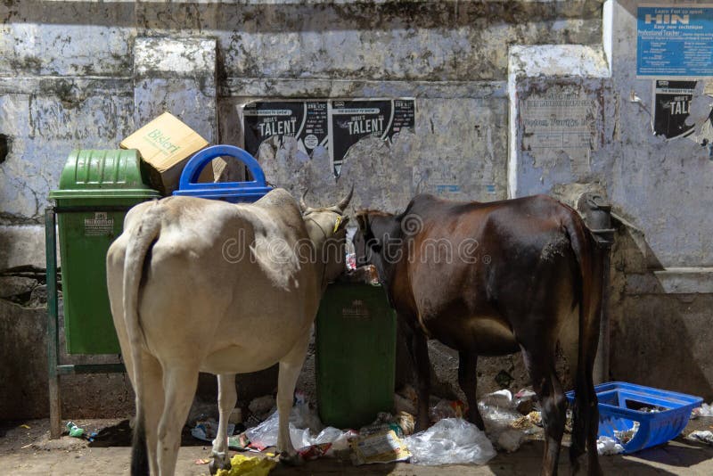 Cows Eating from Garbage in India Editorial Photo - Image of melee ...