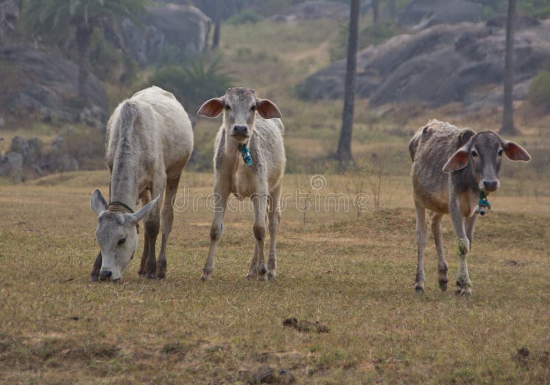 Indian Farmer Tilling the Land with Pair Bullocks and Plough Editorial ...