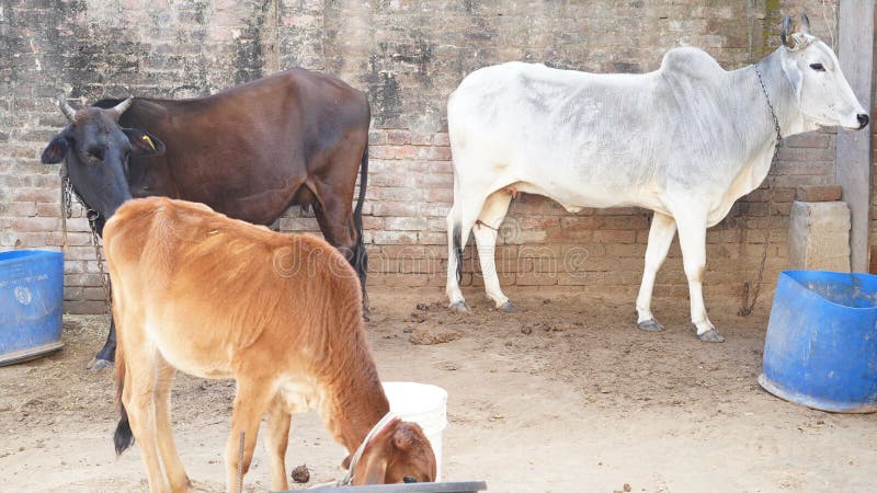 Indian Cows Group at Agriculture Field Stock Photo - Image of grass ...
