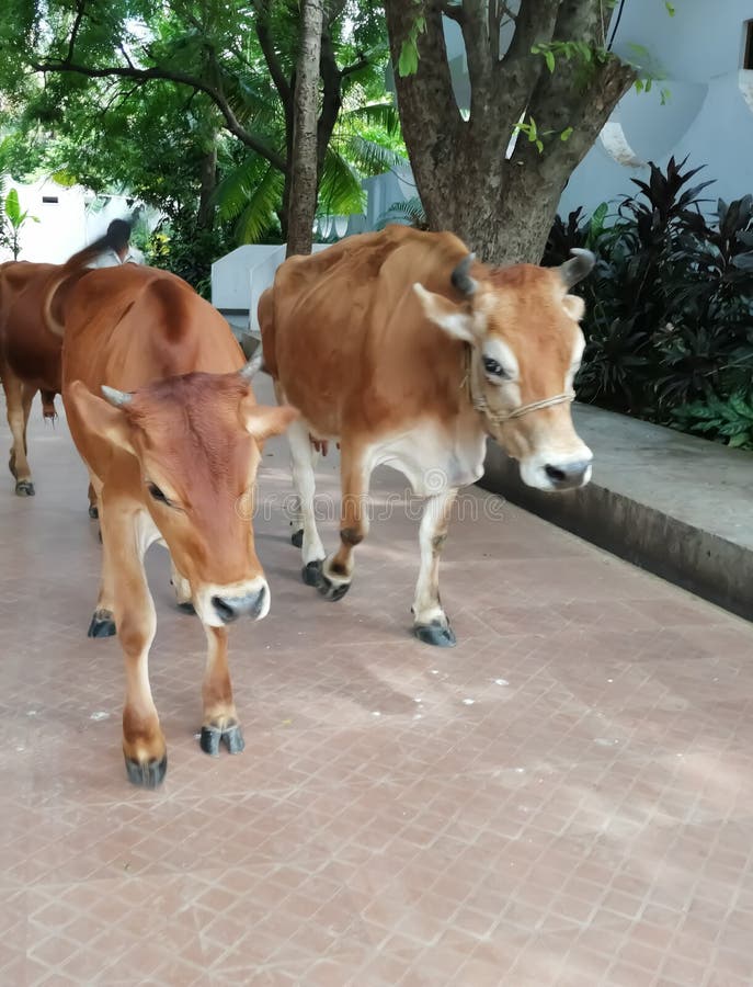 Indian Cows - a Pair of Indian Cows -mammals Stock Image - Image of ...