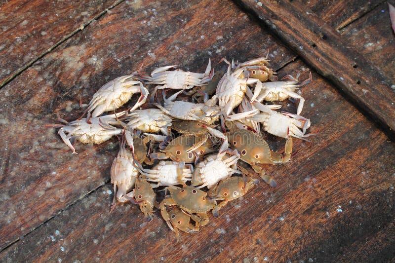 Indian Crabs. stock photo. Image of beach, orissa, invertebrates - 30593342