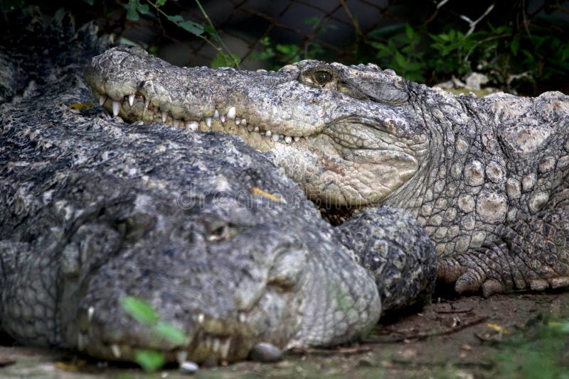 Indian crocodile stock image. Image of fear, amphibian - 15294341