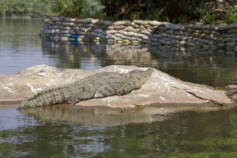 Indian crocodile stock image. Image of kaveri, wildlife - 48147417