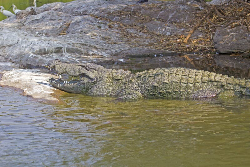 Indian crocodile stock image. Image of wild, nature, dangerous - 48147449