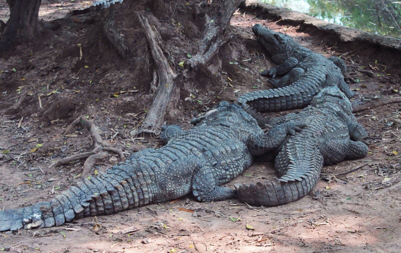 Indian crocodile stock image. Image of fear, amphibian - 15294341
