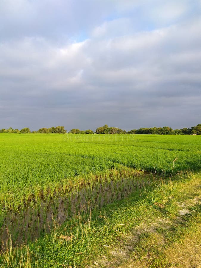 Indian Crop Land and Paddy Farms Stock Photo - Image of rice, organic ...