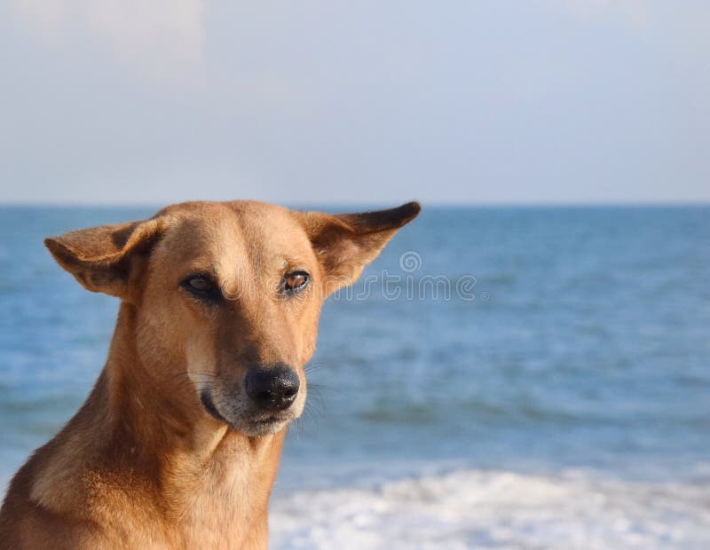 What Breed Are Nigerian Local Dogs