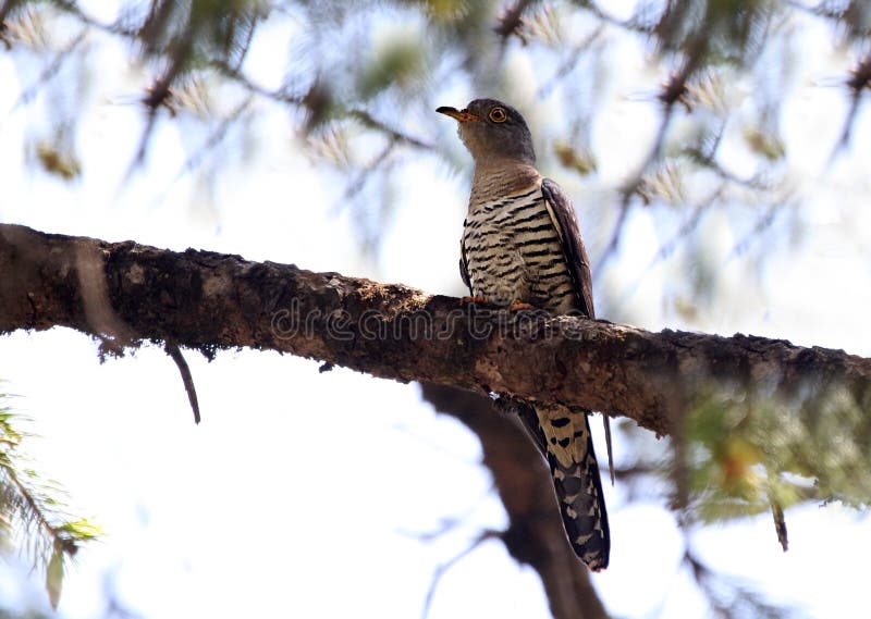 Indian Cuckoo bird stock image. Image of bill, bird, sitting - 69127047