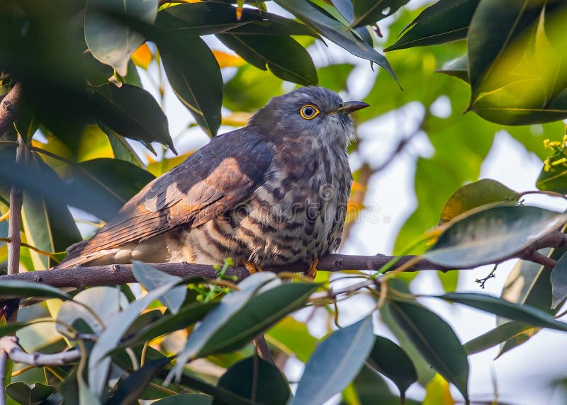 Indian Cuckoo Hiding and Resting Stock Image - Image of natural, cuckoo ...