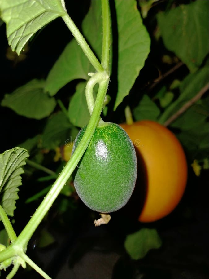 Indian cucumber stock photo. Image of cucumber, shrub - 224538730