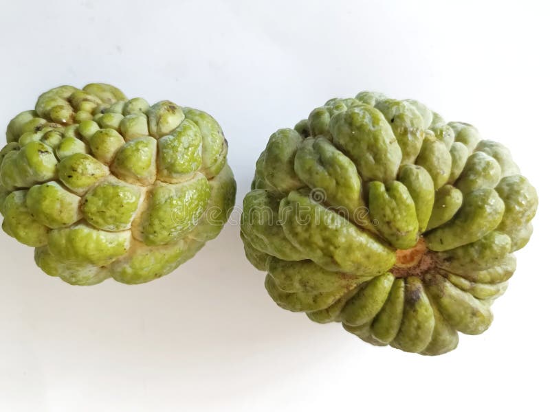 Indian Custard Apple Tree Photo Stock Photo - Image of indian, sweet ...