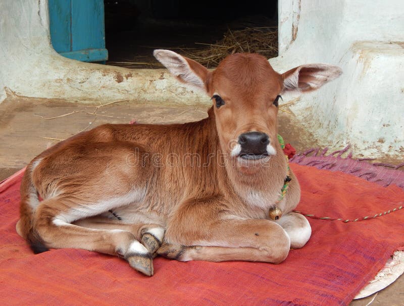 Indian cute calf stock image. Image of beauty, looking - 168683401