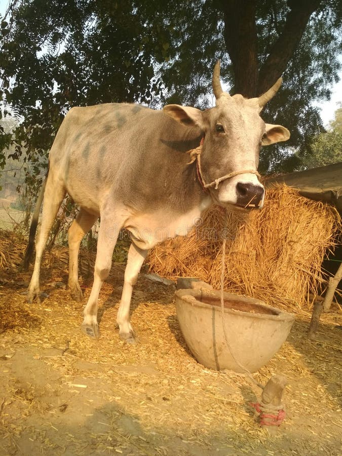 Indian desi cwo stock photo. Image of morning, pick - 135541480