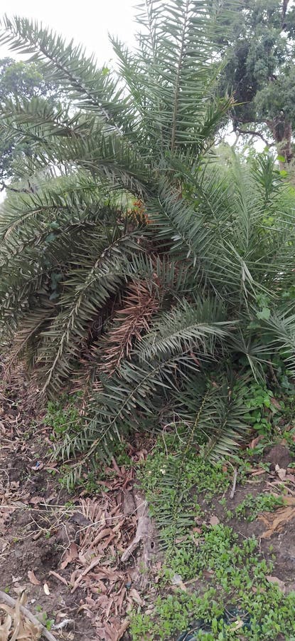 Indian date tree in farm stock photo. Image of looking - 187420072