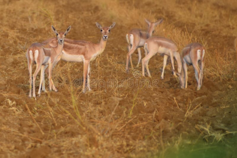 Indian dear animal stock photo. Image of beauty, antlers - 90912372