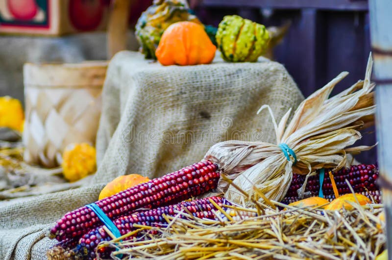 Indian Decorative Corn on Farm Display Stock Image - Image of ...