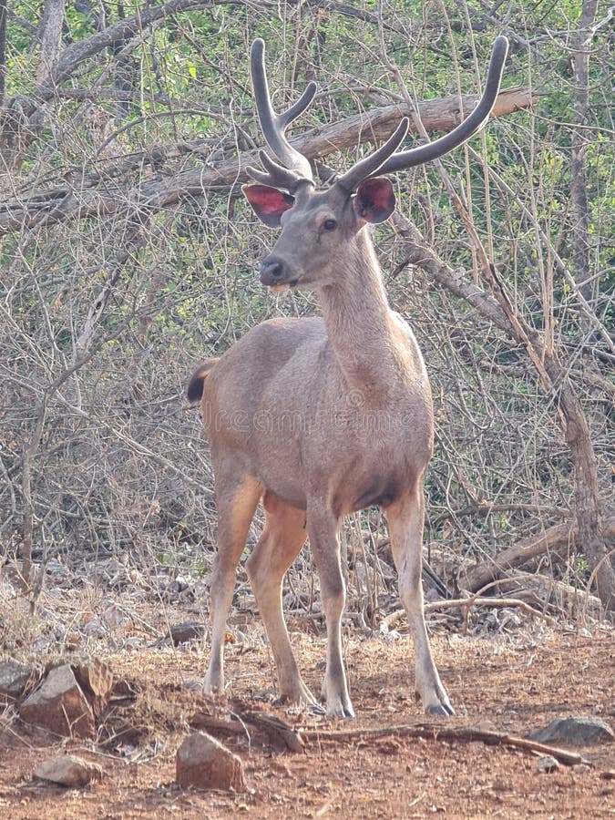 Indian deer in gir jungle stock photo. Image of indian - 338440966