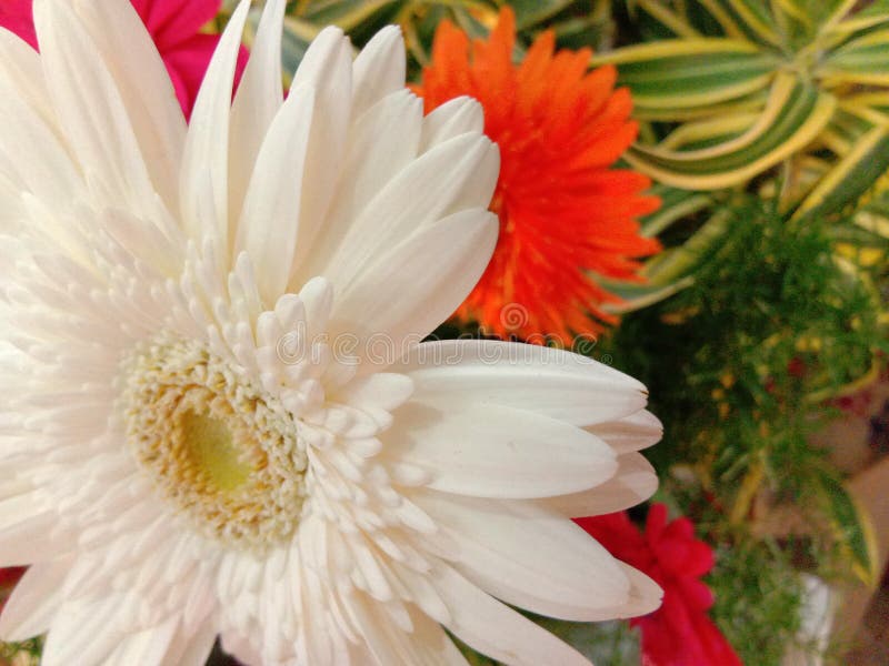 Indian dera flower stock image. Image of flowers, white - 134363261