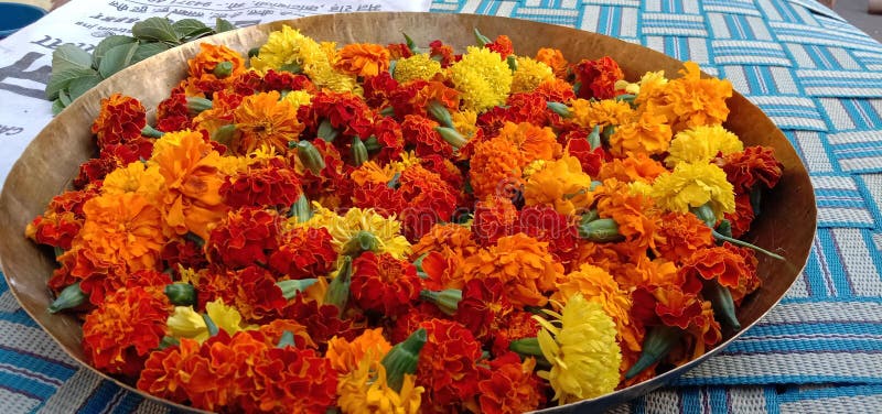 Indian Deshi Flower it is Very Famous Flower in India Stock Photo ...