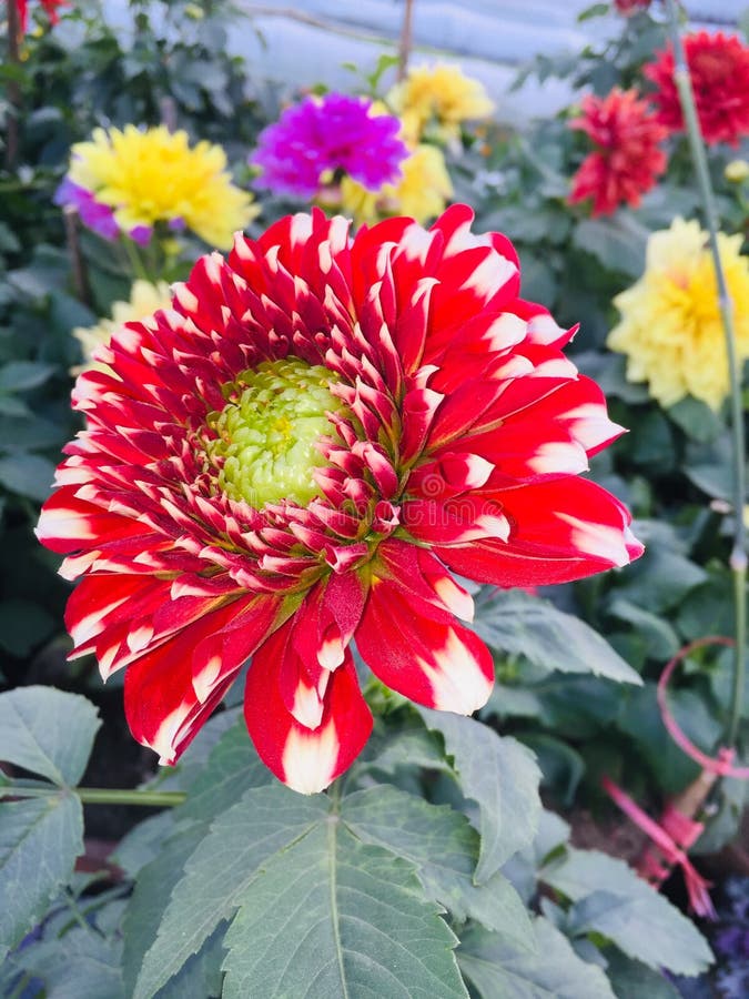 Indian Dhalia stock image. Image of garden, pink, bouquet - 253913811