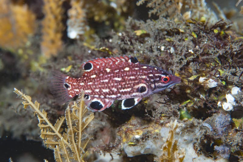 Red diana hogfish stock photo. Image of reef, underwater - 170720590