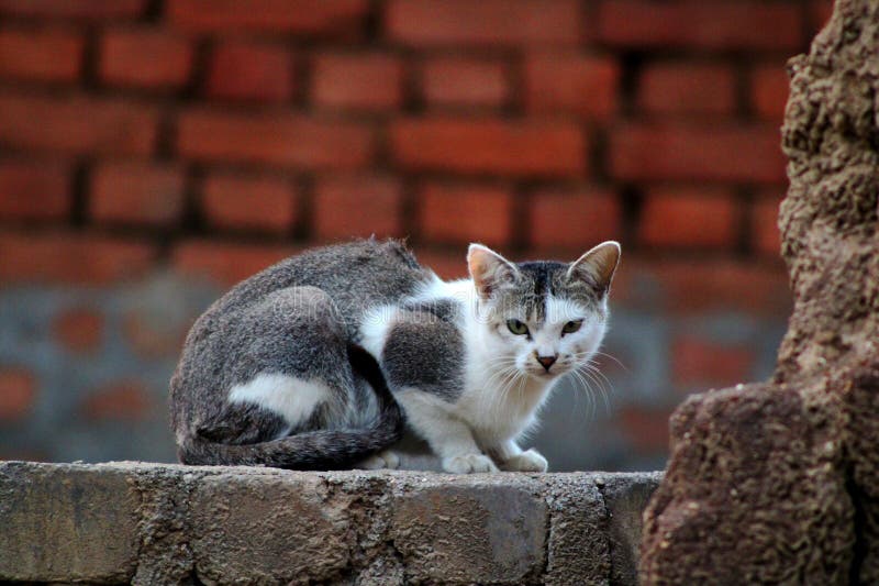 Indian domestic cat stock image. Image of nails, indian - 357559059