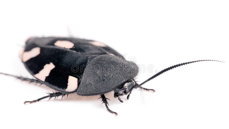 Indian domino cockroach. stock image. Image of zoology - 21372543