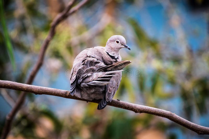 Indian dove stock image. Image of indian, animal, greenery - 139276031