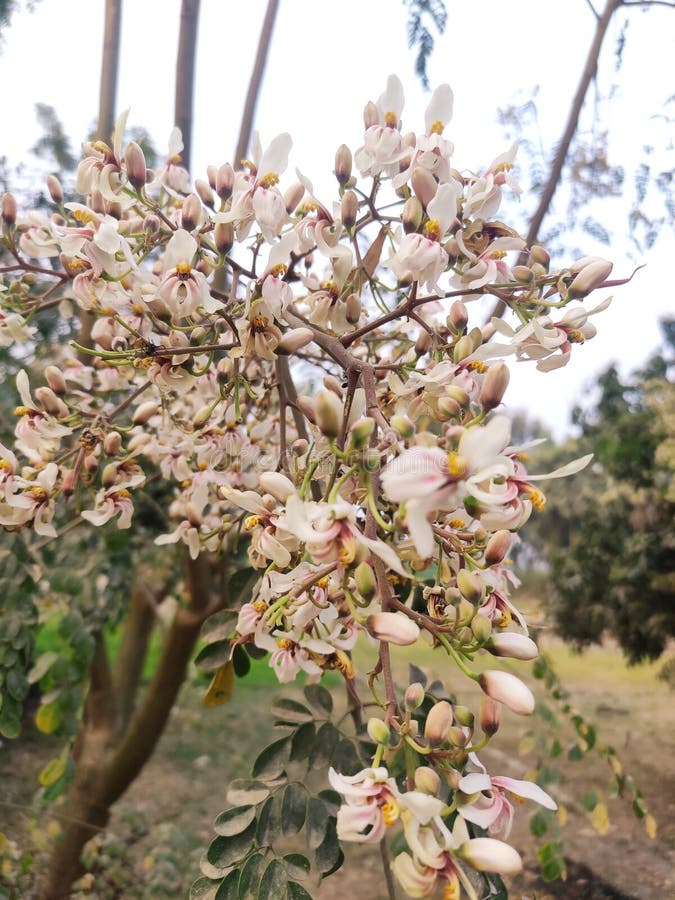 Indian Drumstick Tree. the Flower of the Drumstick Tree Stock Photo ...