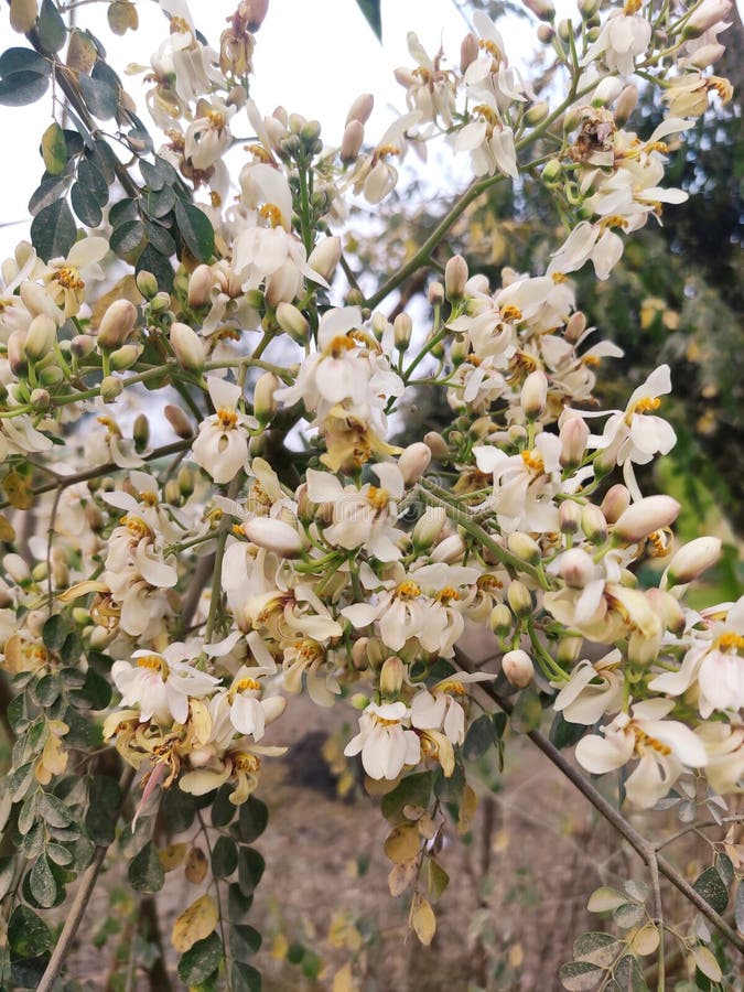 Indian Drumstick Tree. the Flower of the Drumstick Tree Stock Photo ...