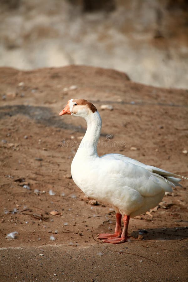 Indian duck stock photo. Image of feathers, bill, geese - 61761472