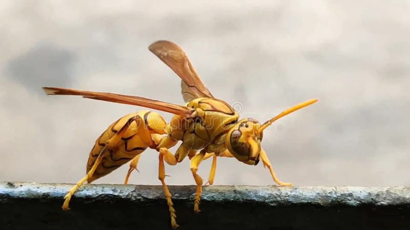 Deep Colored Yellow Indian Yellow Paper Wasp, Polistes Olivaceus or ...