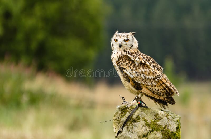 Indian Eagle Owl on rock stock photo. Image of indian - 26949216