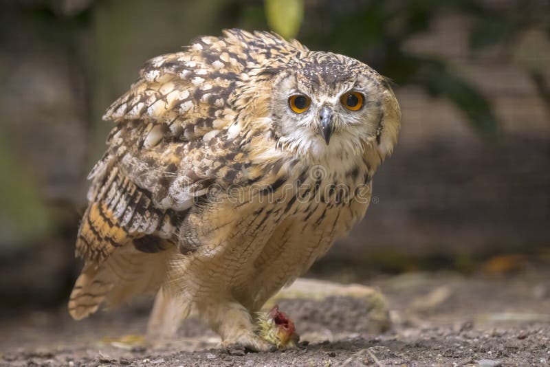 Indian Eagle-owl, the Rock Eagle-owl or Bengal Eagle-owl, Bubo ...