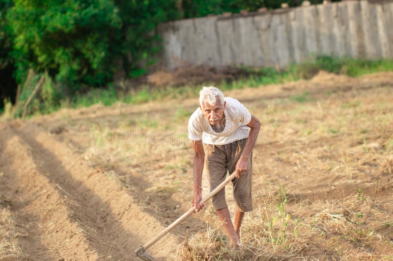 An Indian Elderly Man Working in Field with Hoe on a Sunny Day Stock ...