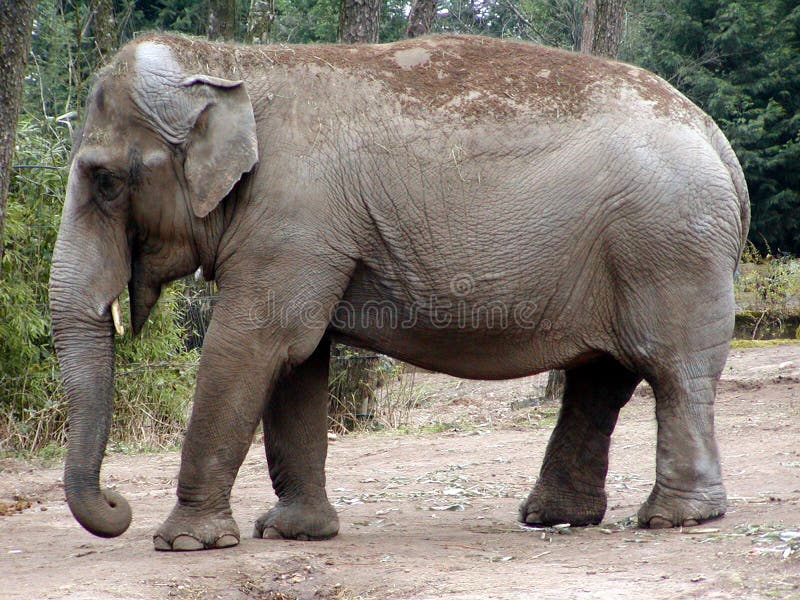 Indian Elephant stock photo. Image of african, threatened - 203044