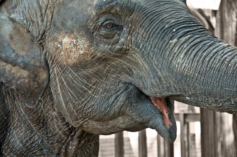 Indian elephant stock image. Image of ears, mammal, asian - 20842815