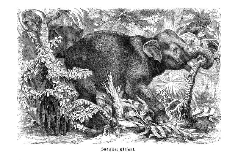 Vintage elephant eating stock illustration. Illustration of elephant ...
