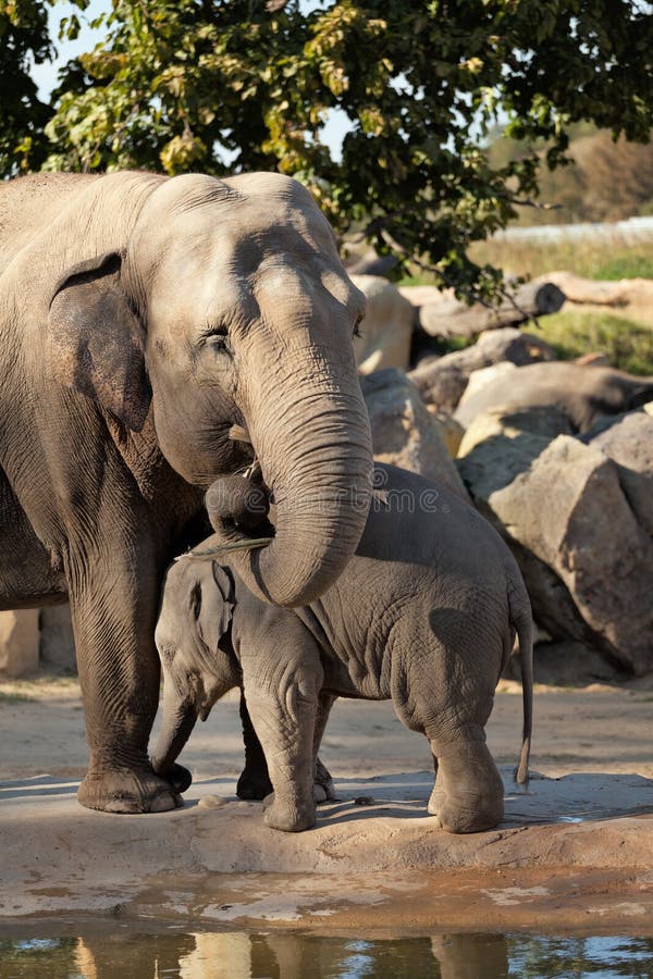Indian Elephant Baby in the Prague Zoo Stock Photo - Image of heavy ...