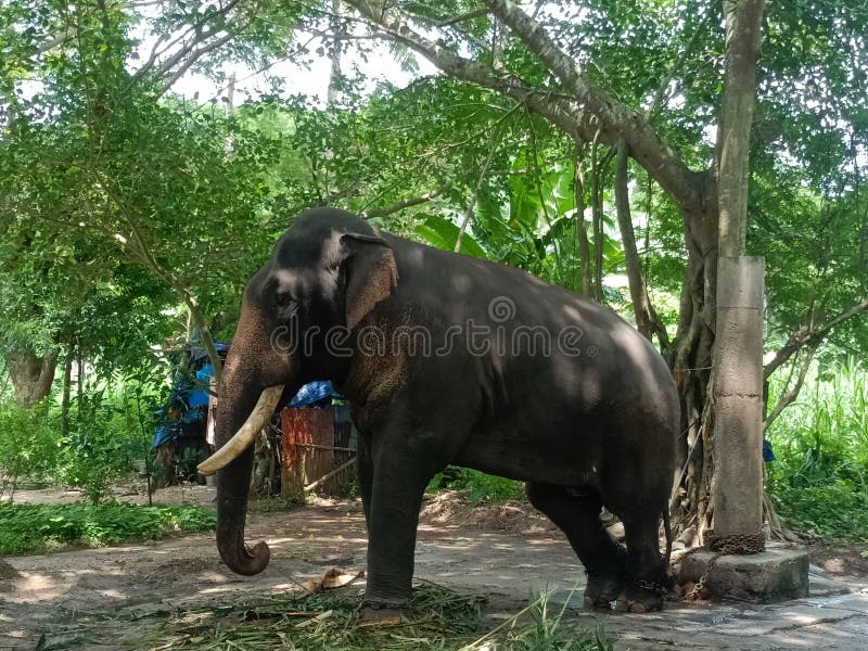 Kotta Rajz Stock Photos - Free & Royalty-Free Stock Photos from Dreamstime