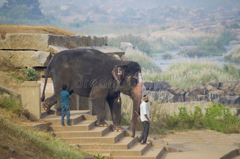 The Indian Elephant is Conducted To Float To the River a Ritual in ...