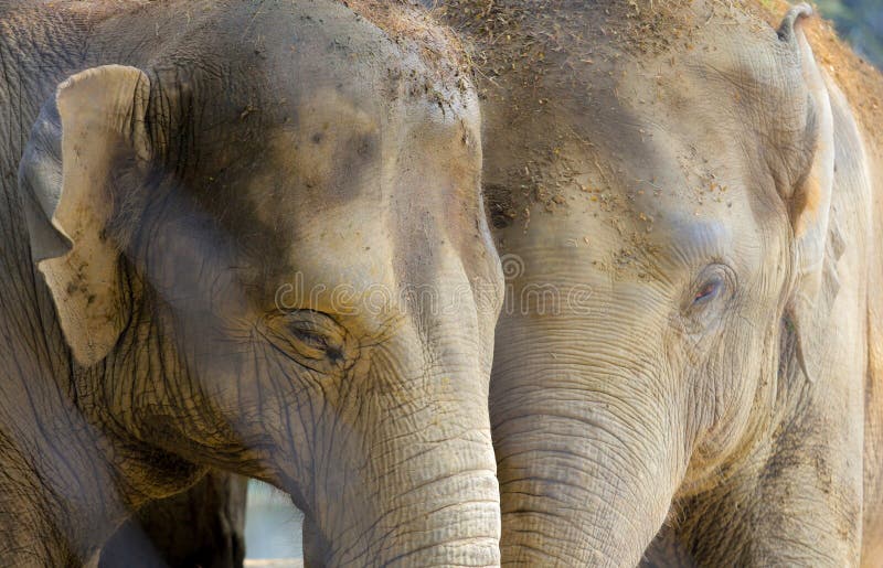 Indian Elephant Couple Intimate Mood Stock Photos - Free & Royalty-Free Stock Photos from Dreamstime