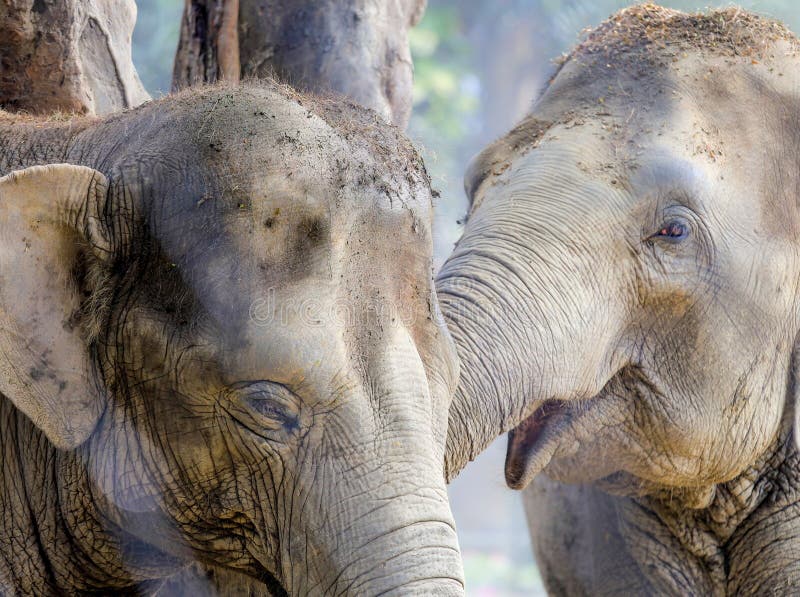 Indian Elephant Couple Intimate Mood Stock Photos - Free & Royalty-Free Stock Photos from Dreamstime