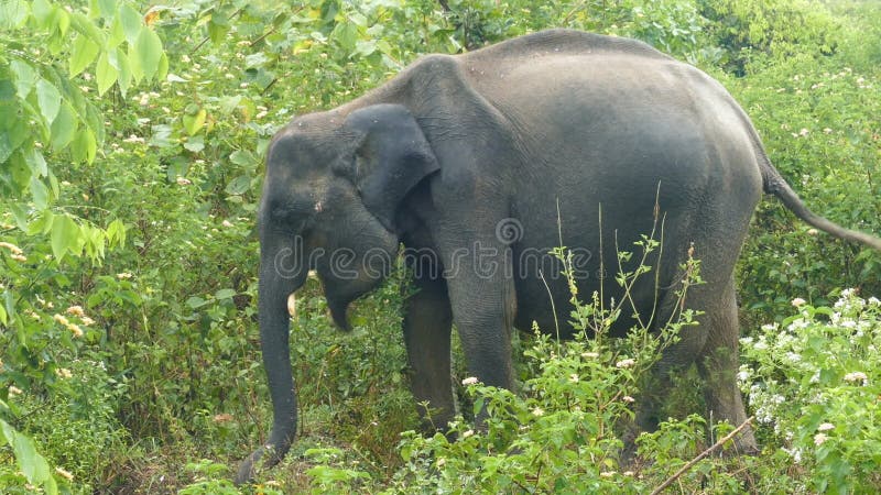 Elephant Eating in the Grassland Stock Footage - Video of adult, green ...